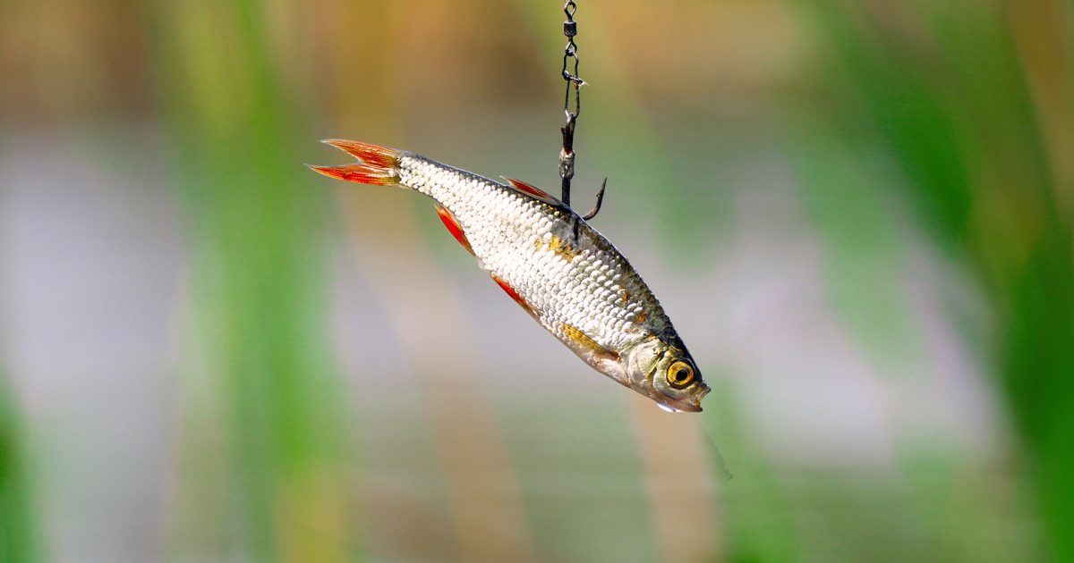 Red River Valley Fishing Live Bait Shops | Visit Grand Forks